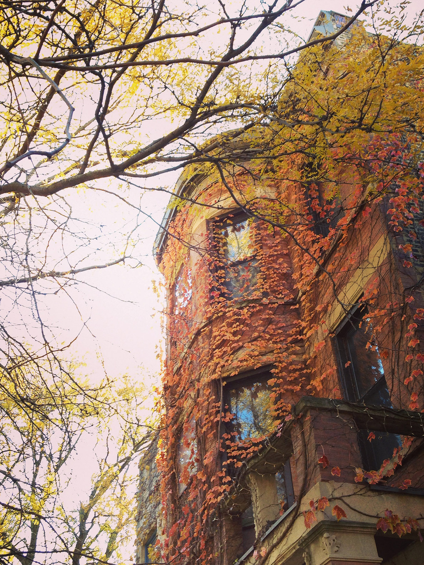 Jackie Diesing – SNHA